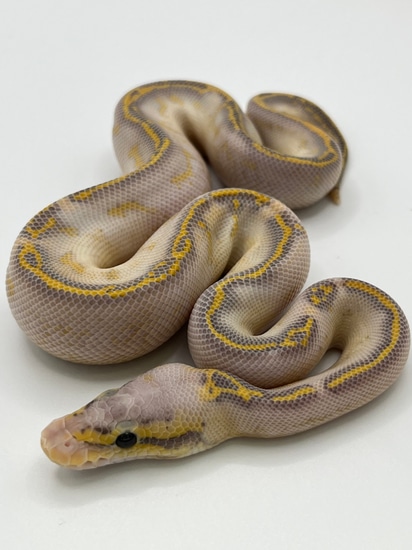 Hypo Pastel Highway Ball Python by Dorset Pythons