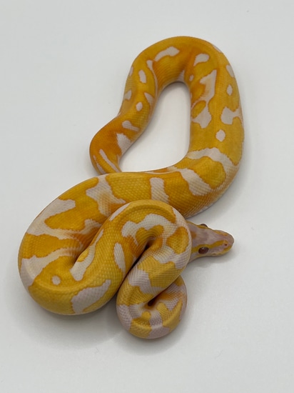 Dreamsicle Ball Python by Dorset Pythons