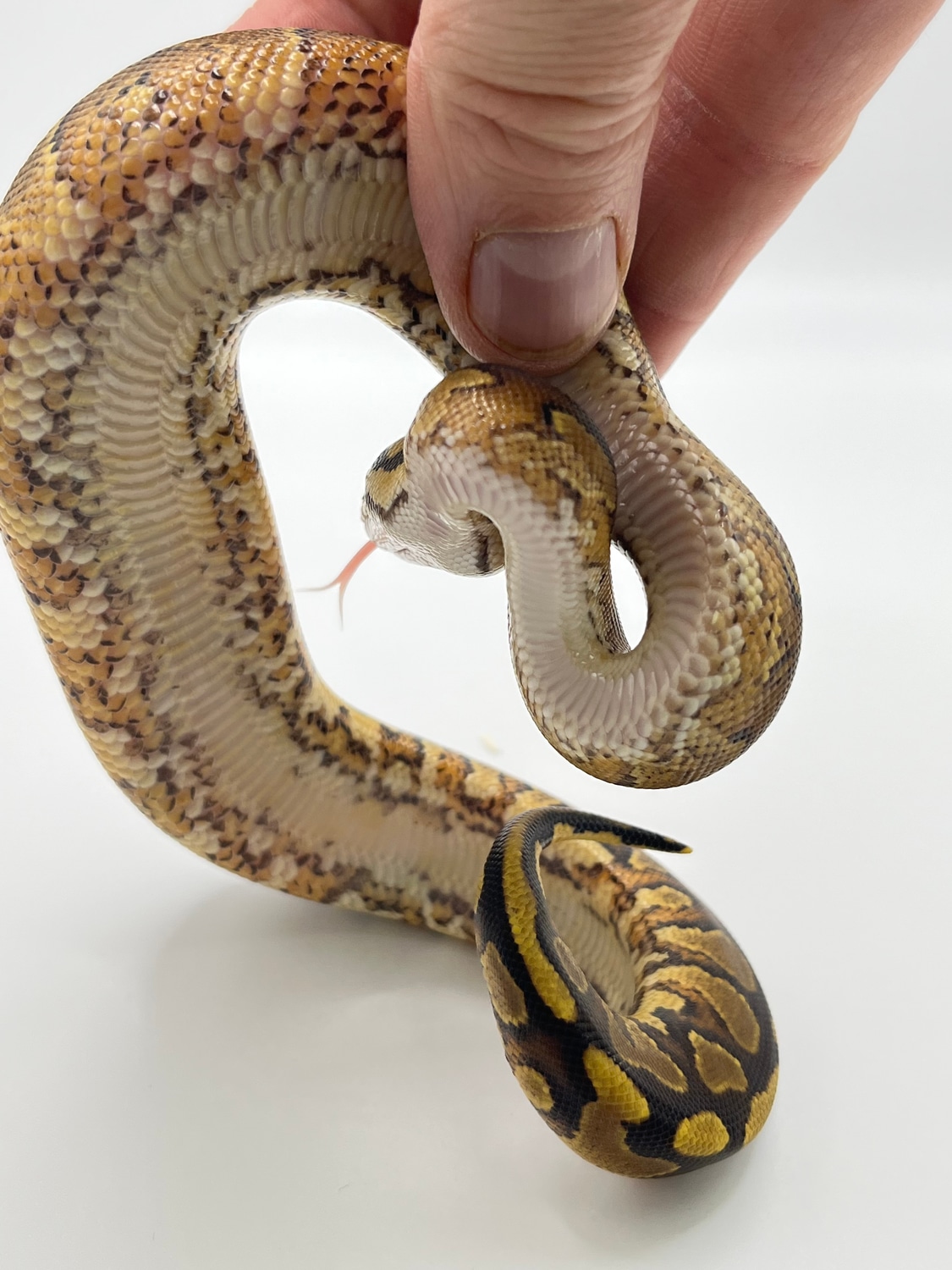 Redstripe Yellowbelly Double Het Clown Pied Ball Python by Dorset ...