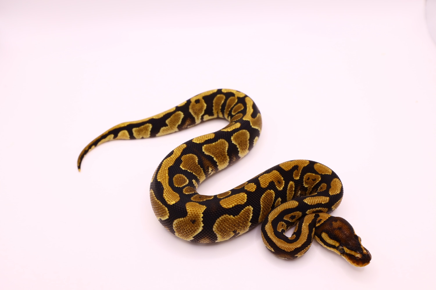 Yellowbelly Double Het Desert Ghost Clown Ball Python by Dorset Pythons ...