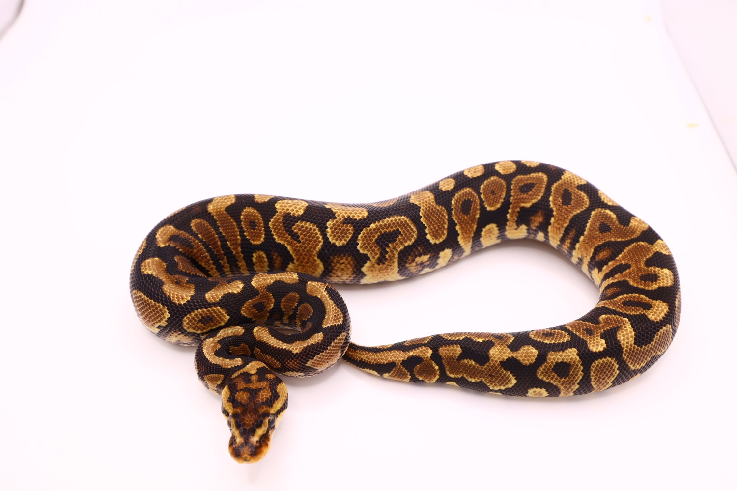 Spotnose Gravel Poss D/h Hypo Clown Ball Python by Dorset Pythons ...