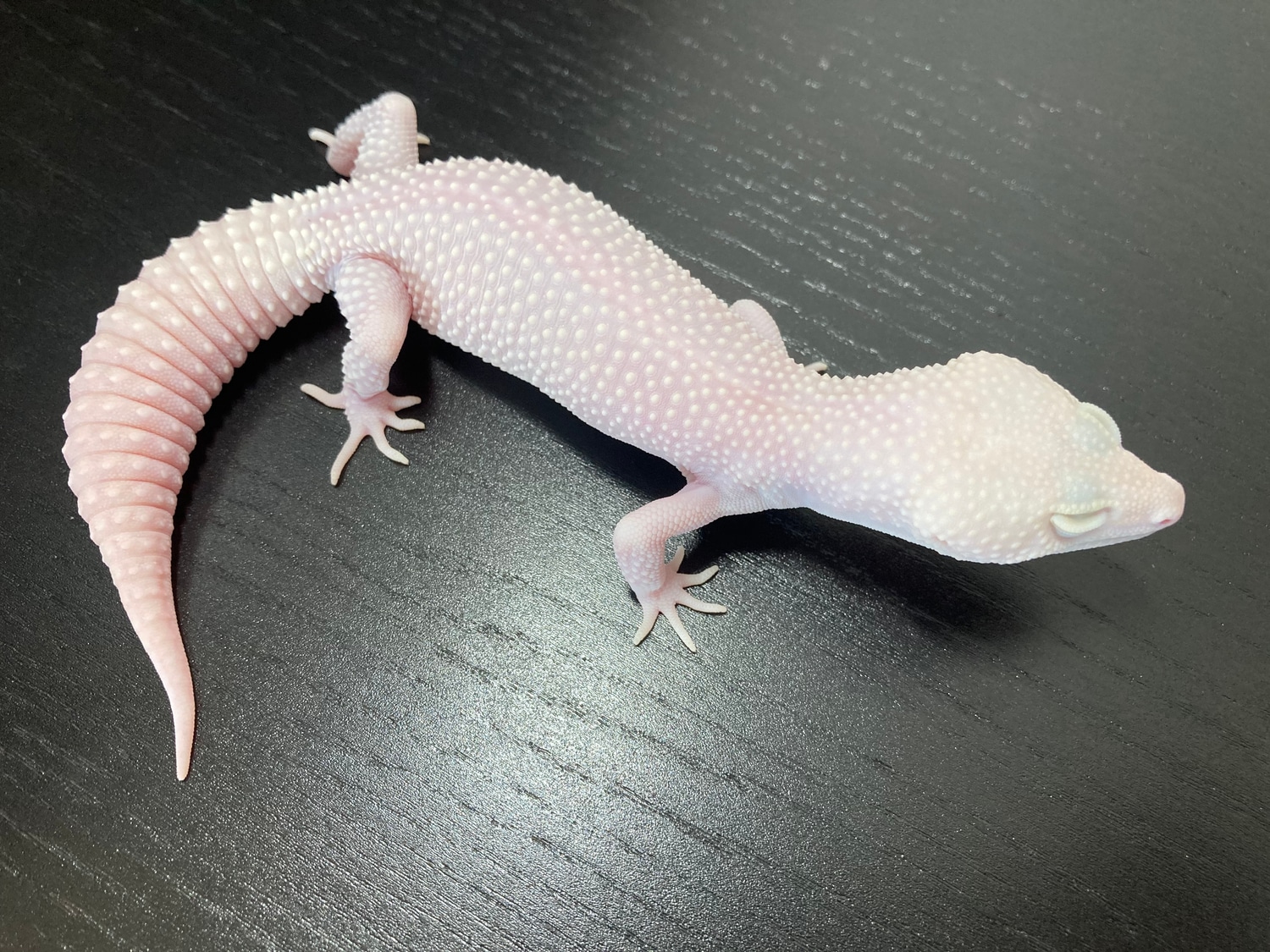 Super Snow Diablo Blanco Pos Giant Leopard Gecko by Doraz Gecko ...