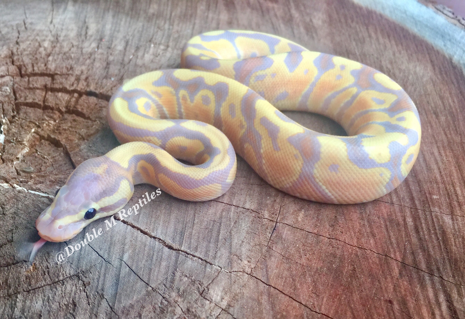 Coral Glow Fire 66% Poss Het Clown - SHIPPING INCLUDED!!! Ball Python ...