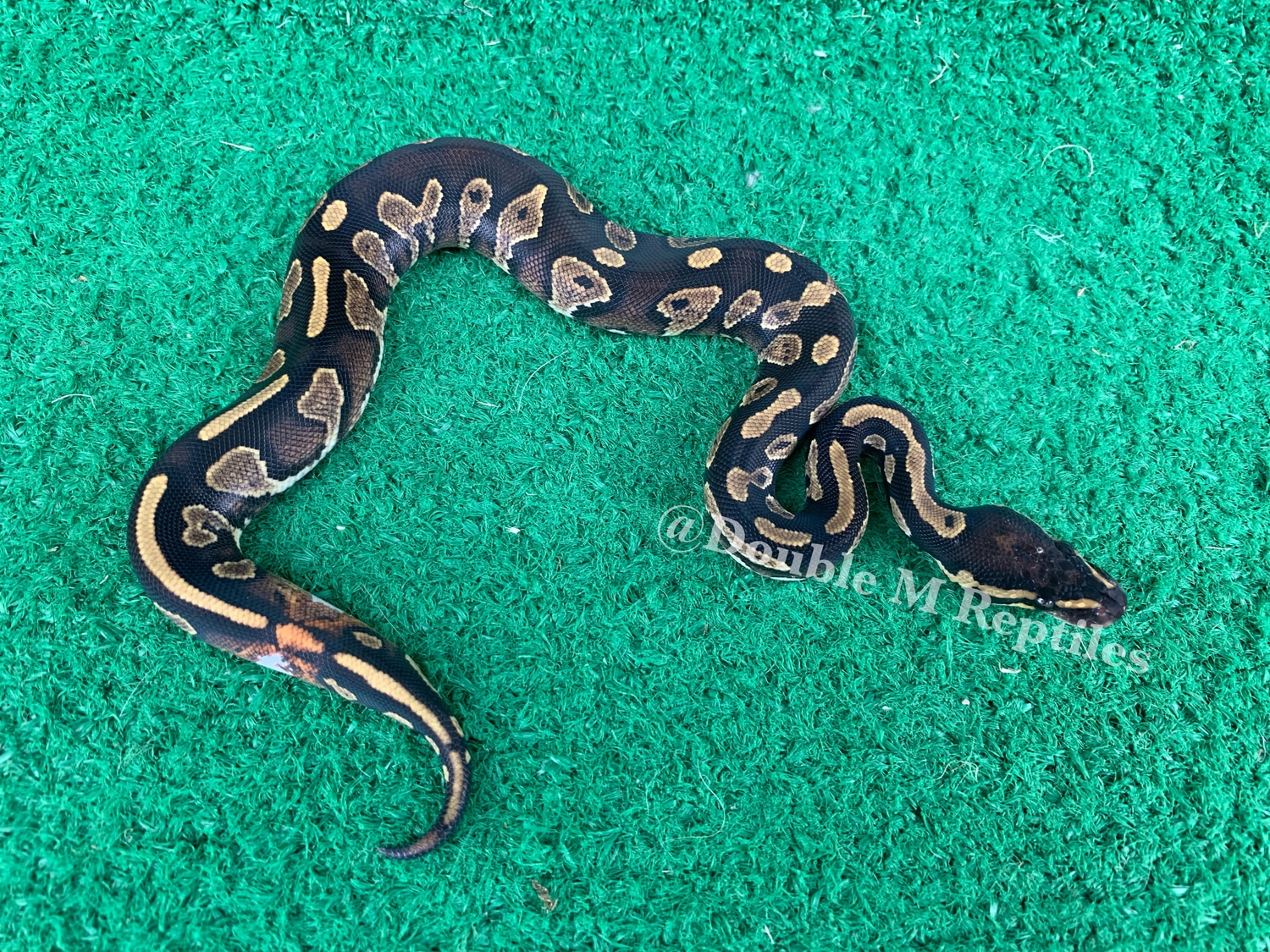 SHIPPING INCLUDED!! Blackhead Yellowbelly 100% Het Pied Ball Python by Gearwork Exotics ...