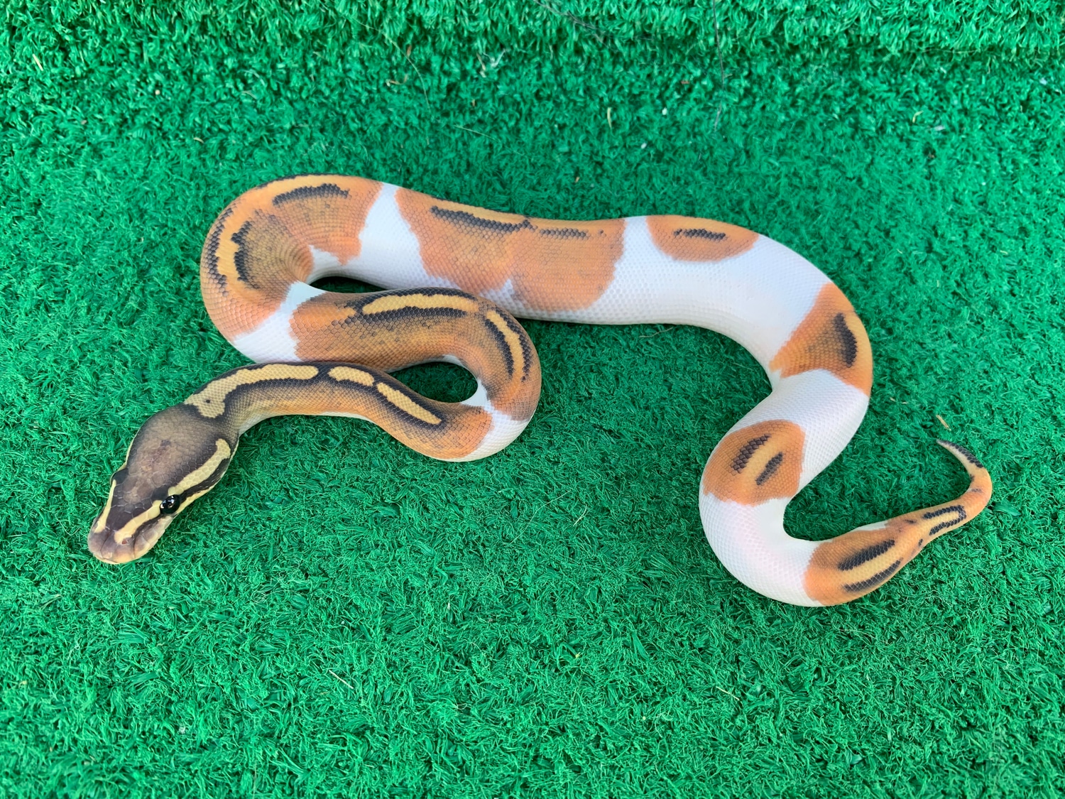 SHIPPING INCLUDED!!! Hypo Pied Ball Python by Gearwork Exotics ...