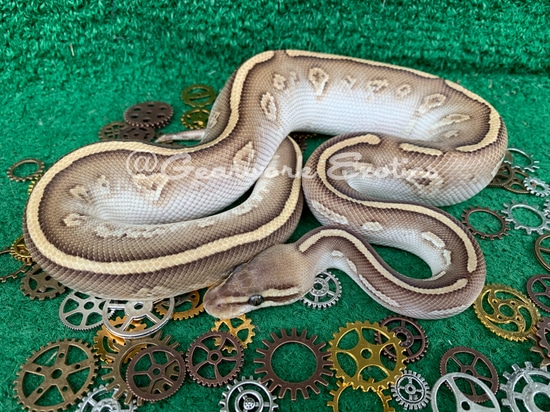 Stranger Leopard Lesser 66% Double Het Hypo/Clown Ball Python by ...