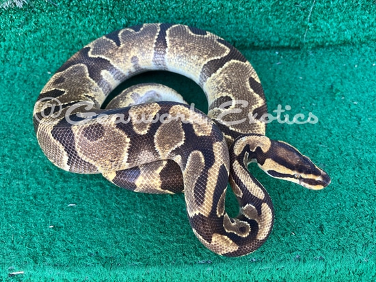 1.1 Pied Pair - Jungle Woma Enchi YB H. Pied & No White Pied Ball ...