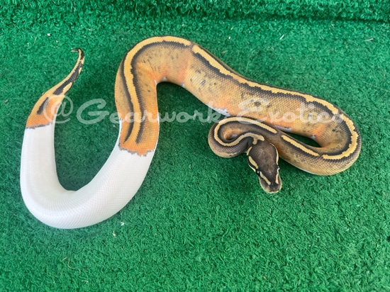 Hypo Piebald Ball Python by Gearwork Exotics