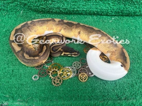 Stranger Pied Prob Enchi 50% Het Clown Ball Python by Gearwork Exotics