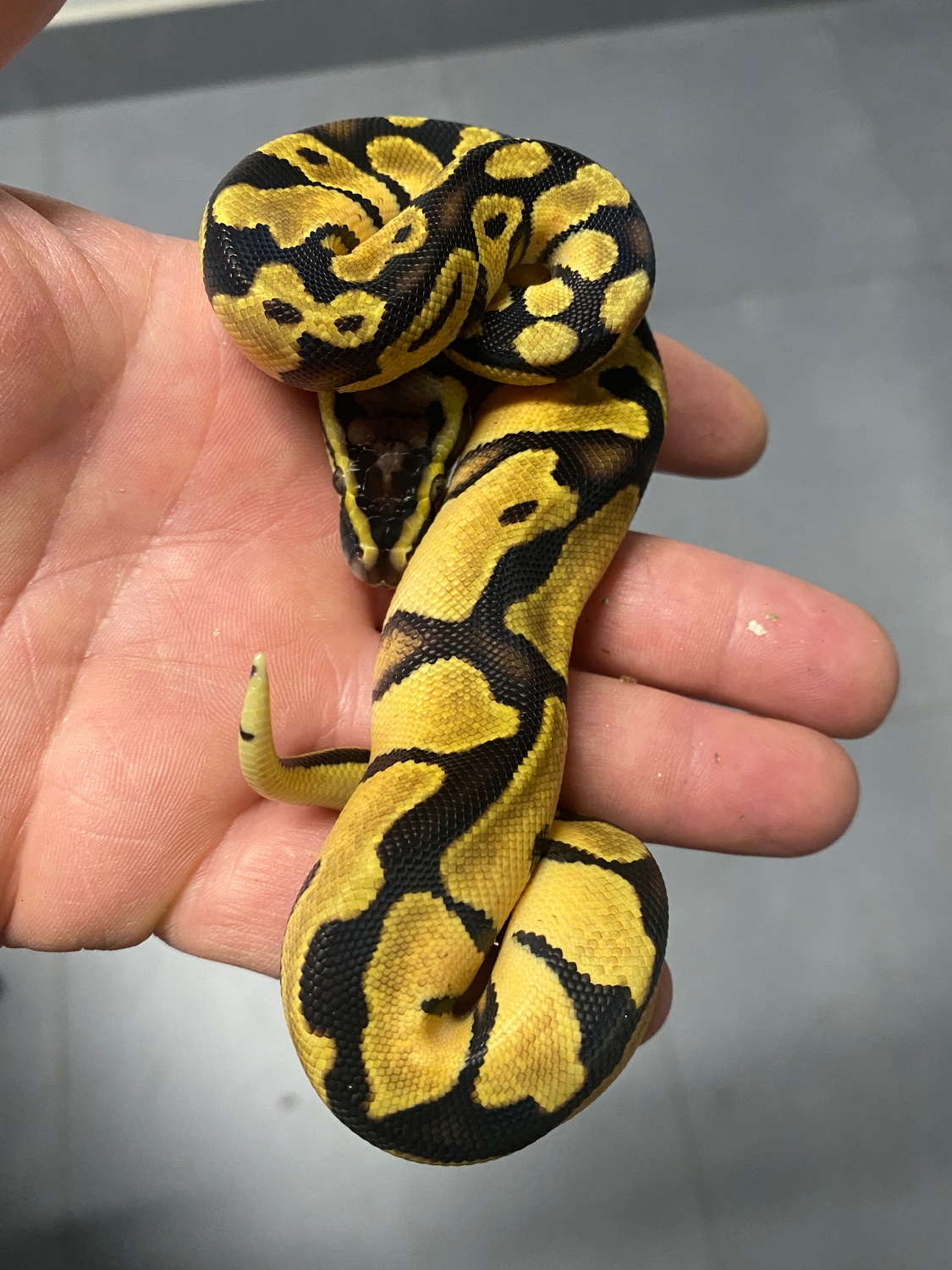 Enchi Firefly Ball Python by Double O Reptiles - MorphMarket