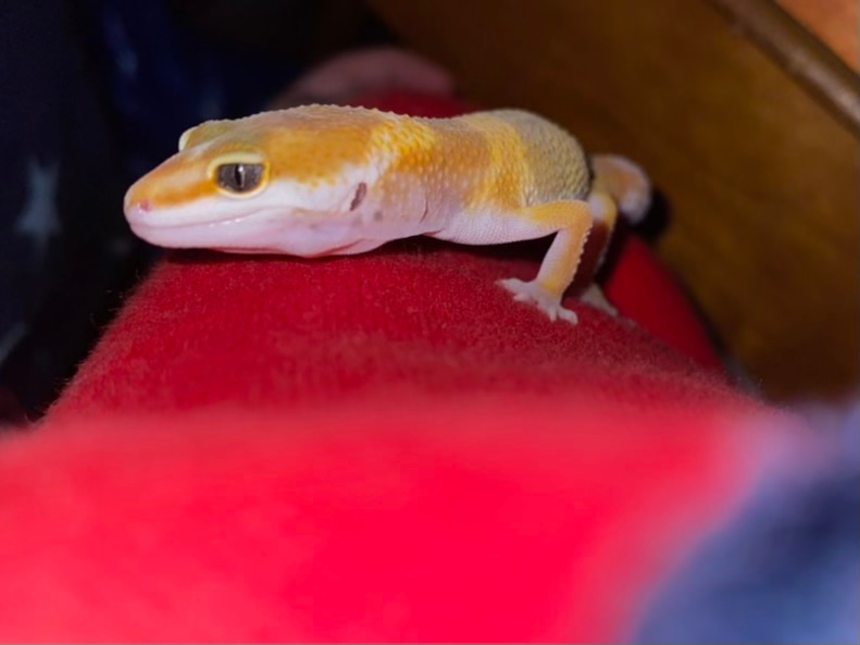 Super Hypo Tangerine Carrot Tail Baldy Leopard Gecko by Double Rainbow ...