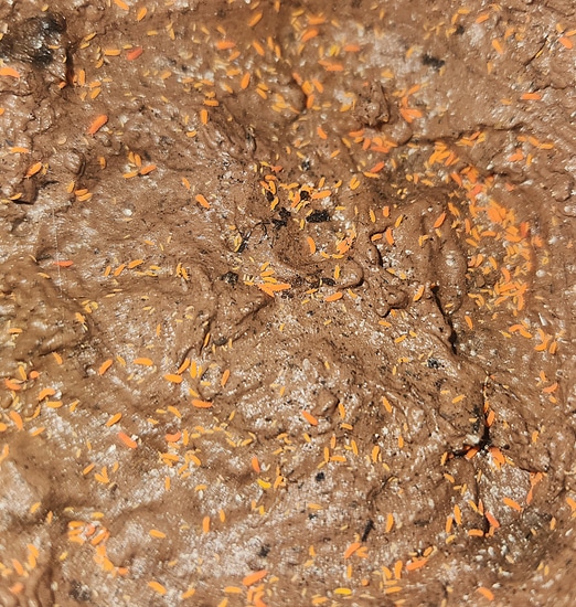 200 Yuukianura Aphoruroides "Asian Orange Springtails " Isopod by ...