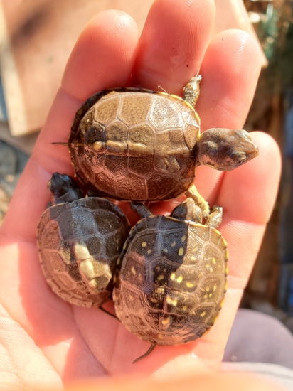 2022 Eastern Box Turtle Hatchling by Ed's Habitat