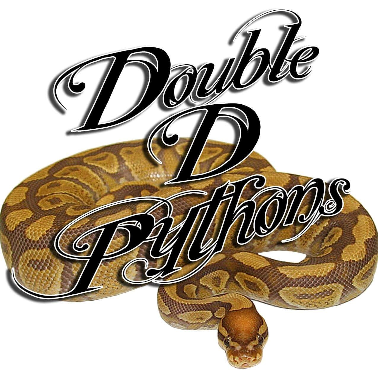 Ball Python Clutch: 2022.4 by Double D Pythons - MorphMarket