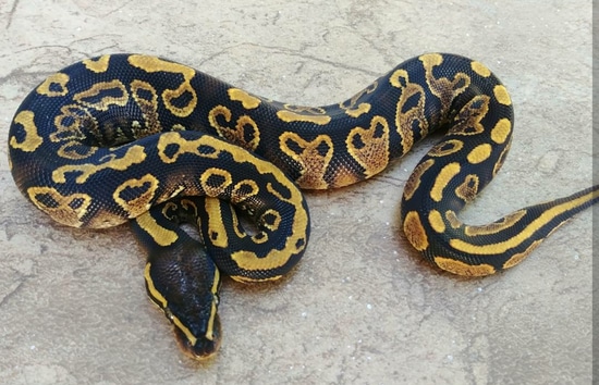 Blitz Yellowbelly M1 Ball Python by Double D Pythons
