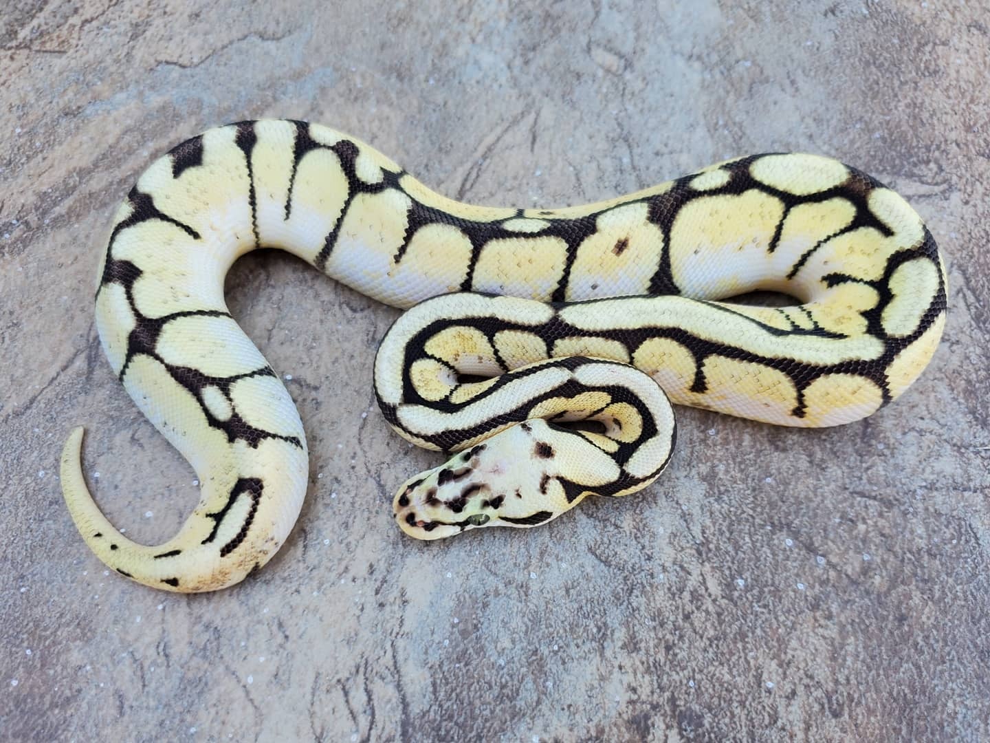 Vanilla Bee Poss. Yellowbelly Ball Python by Double D Pythons - MorphMarket