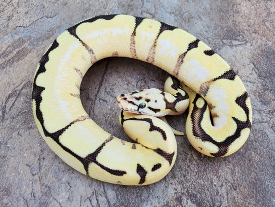 ODYB Vanilla Bee Ball Python by Double D Pythons