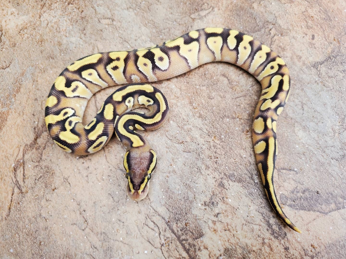 Pastel Mojave Enchi Ball Python by Double D Pythons - MorphMarket