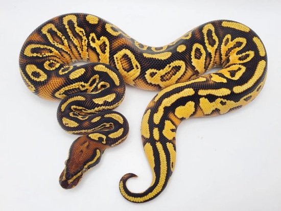 Blitz Super OD YB Fire Ball Python by Double D Pythons
