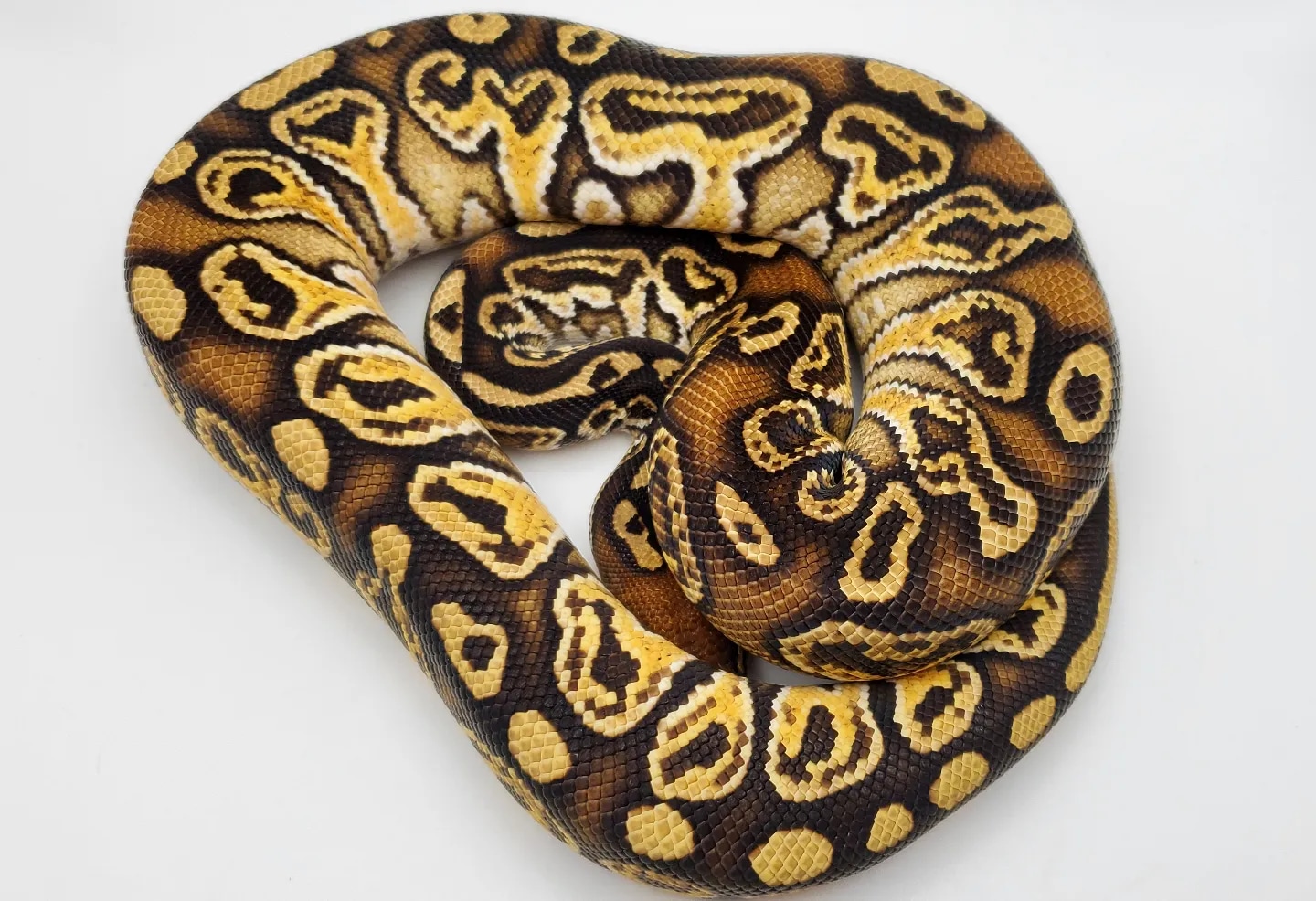 Blitzkrieg Special Ball Python by Double D Pythons - MorphMarket