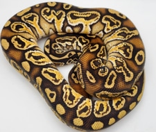 Blitzkrieg Special Ball Python by Double D Pythons - MorphMarket