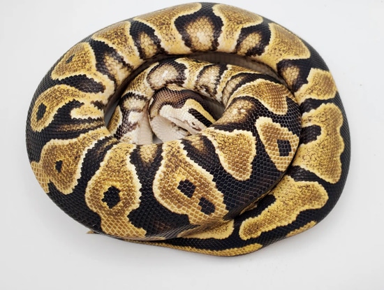 Wild Caught YB-Type (Gold) Ball Python by Double D Pythons