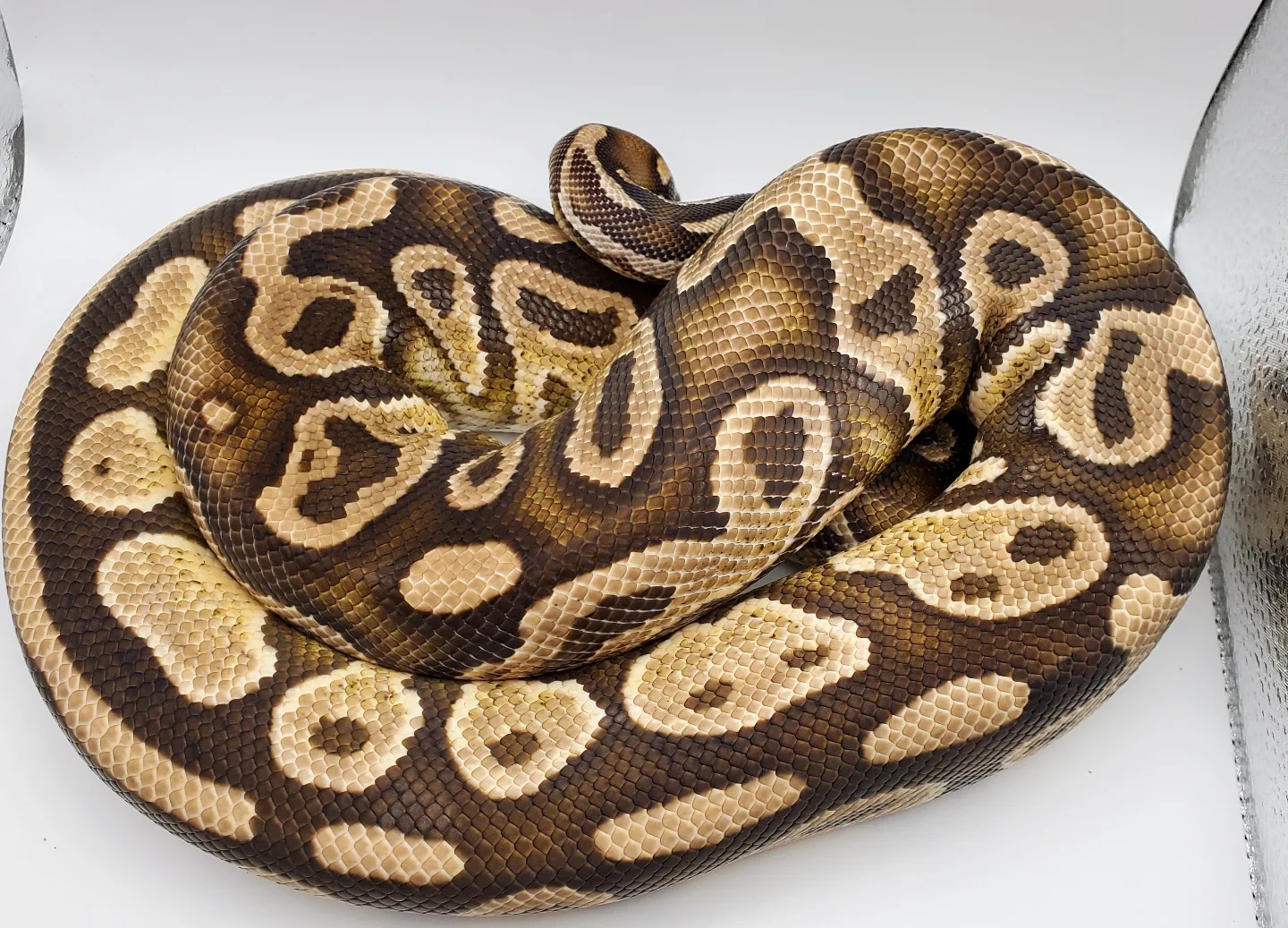 Blitz OD YB Ball Python by Double D Pythons - MorphMarket