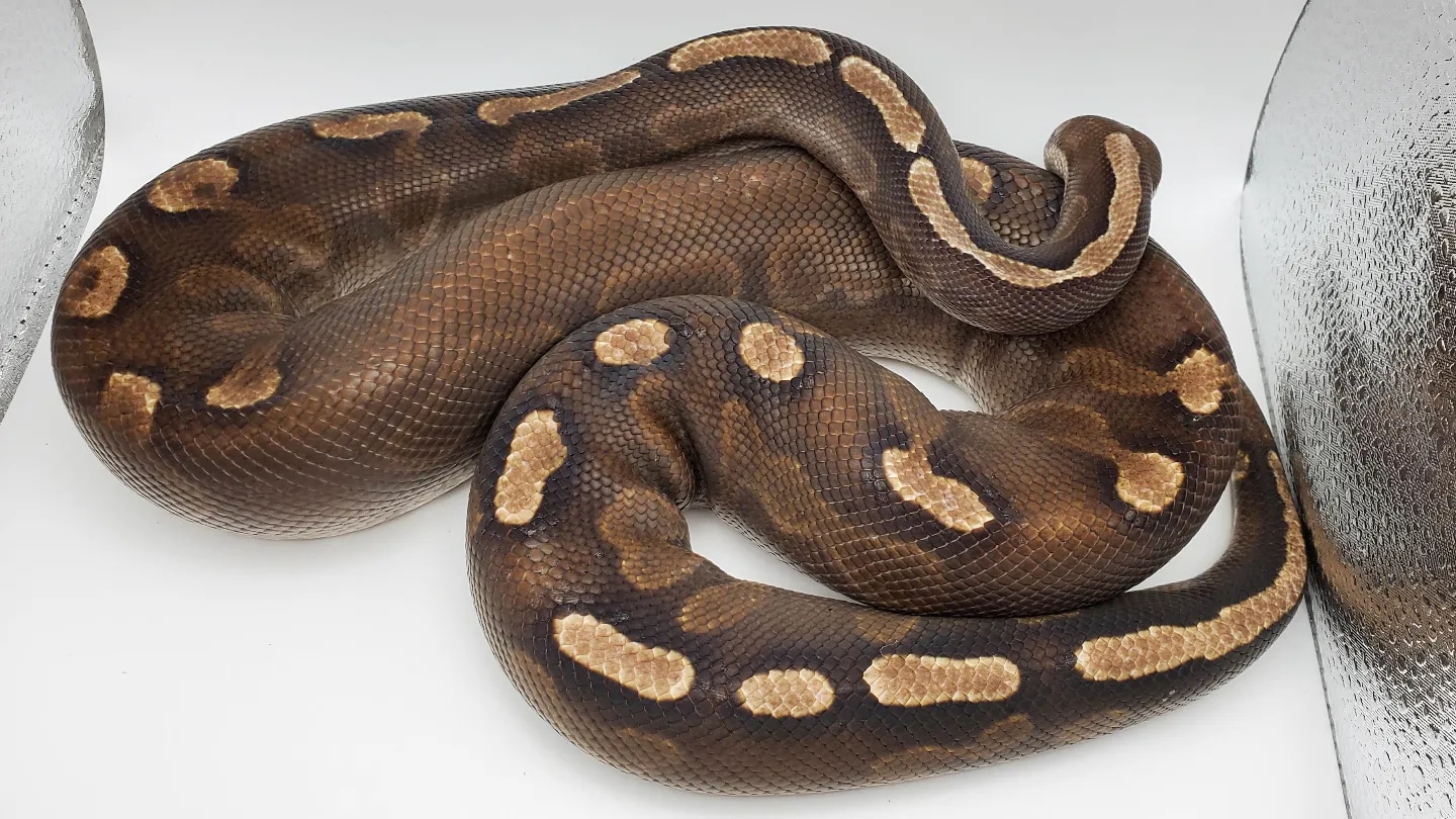 GHI Cinnamon Pos Special Ball Python by Double D Pythons - MorphMarket