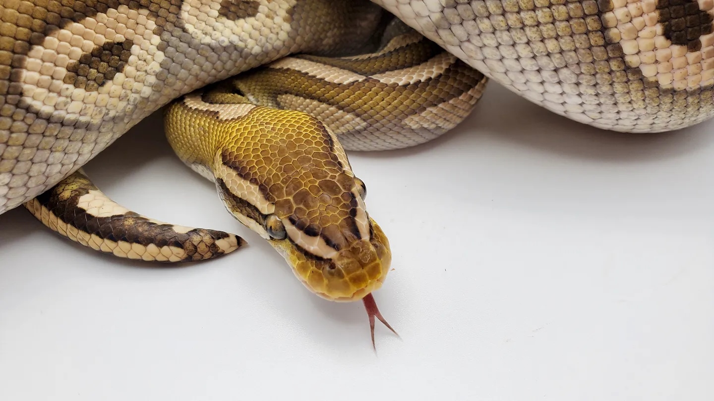 Pastave Red Stripe Ball Python by Double D Pythons - MorphMarket