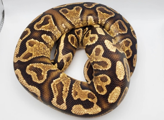 Vanilla YB Blitz Ball Python by Double D Pythons