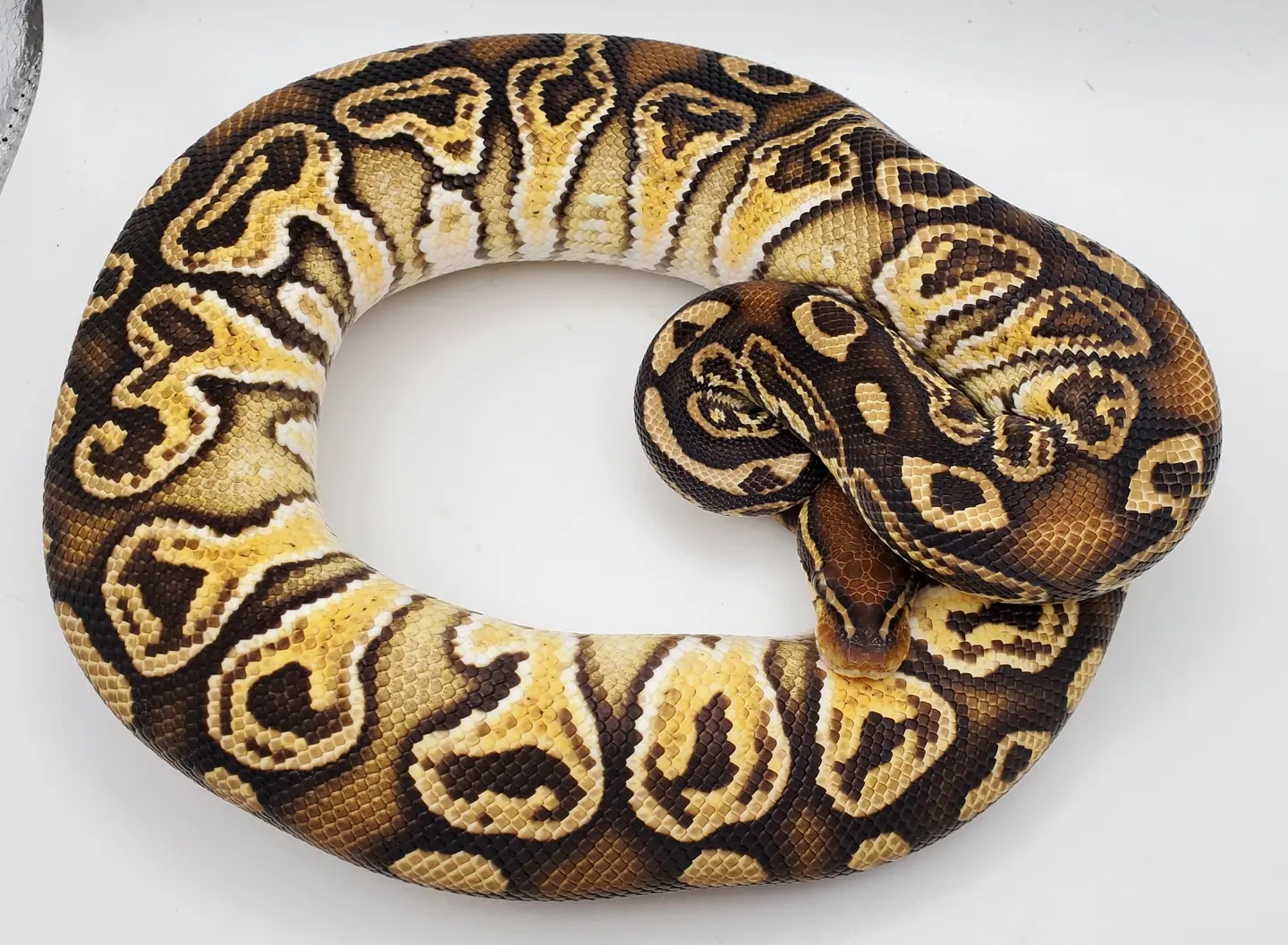 Blitzkrieg Special Ball Python by Double D Pythons - MorphMarket