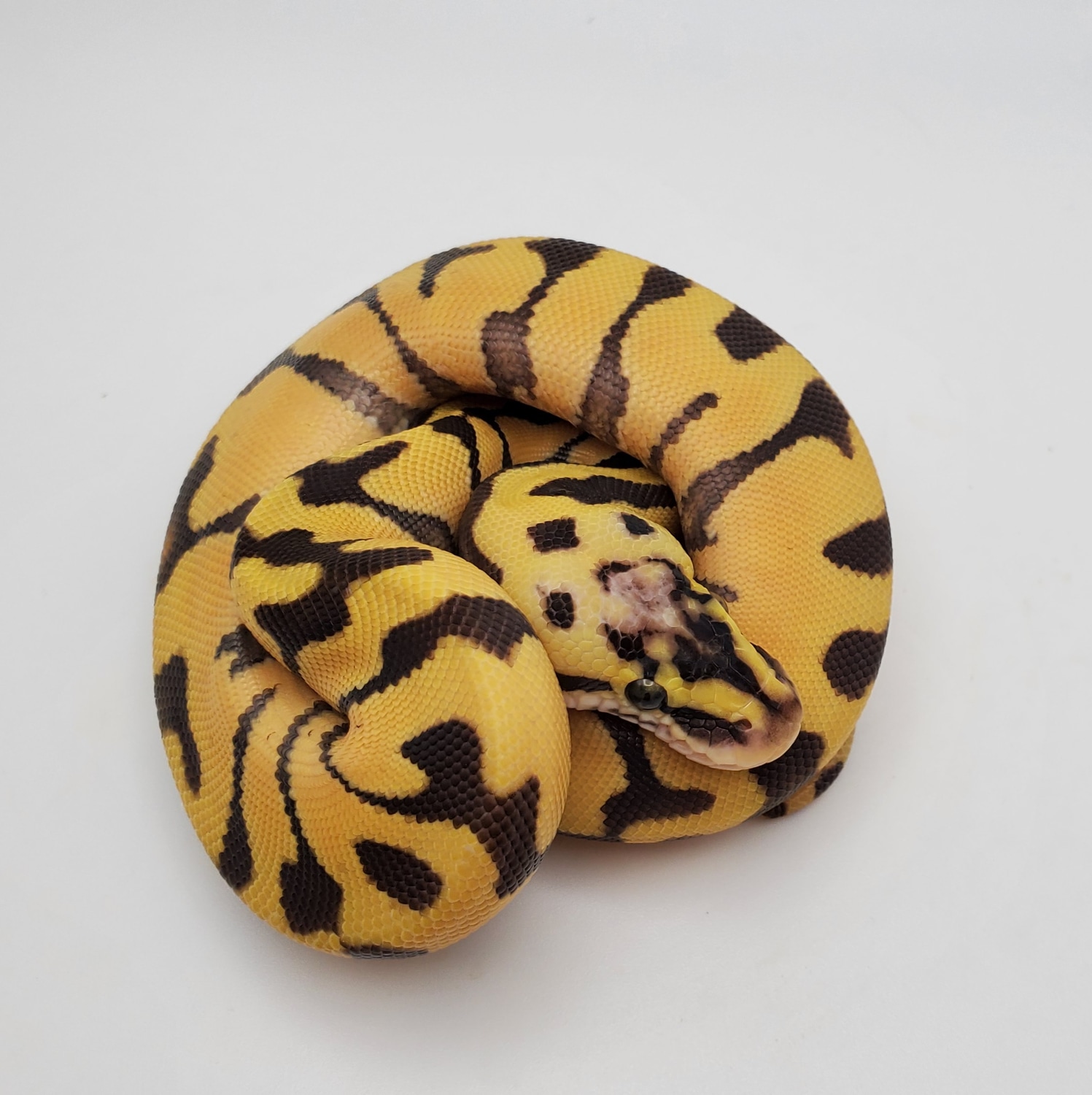 Super Pastel Super Enchi Ball Python by Double D Pythons - MorphMarket