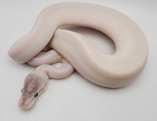 Super Mojave Poss YB/Black Pastel Ball Python by Double D Pythons