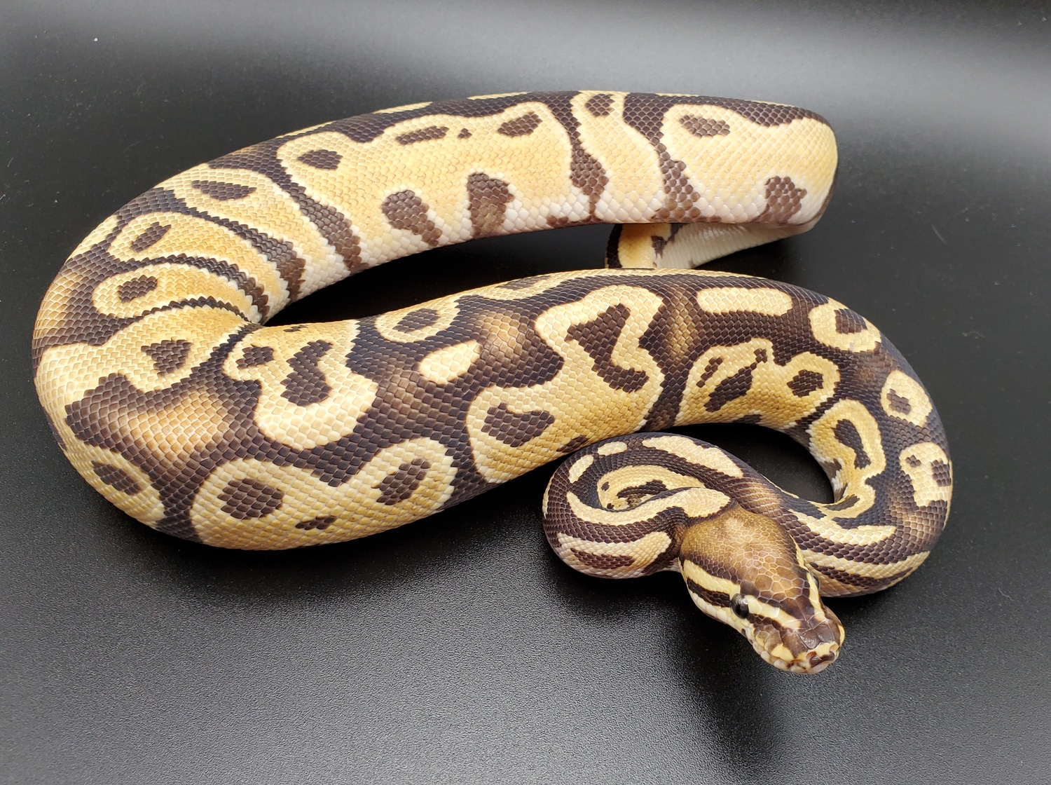 Orange Dream Vanilla Ball Python by Double D Pythons - MorphMarket