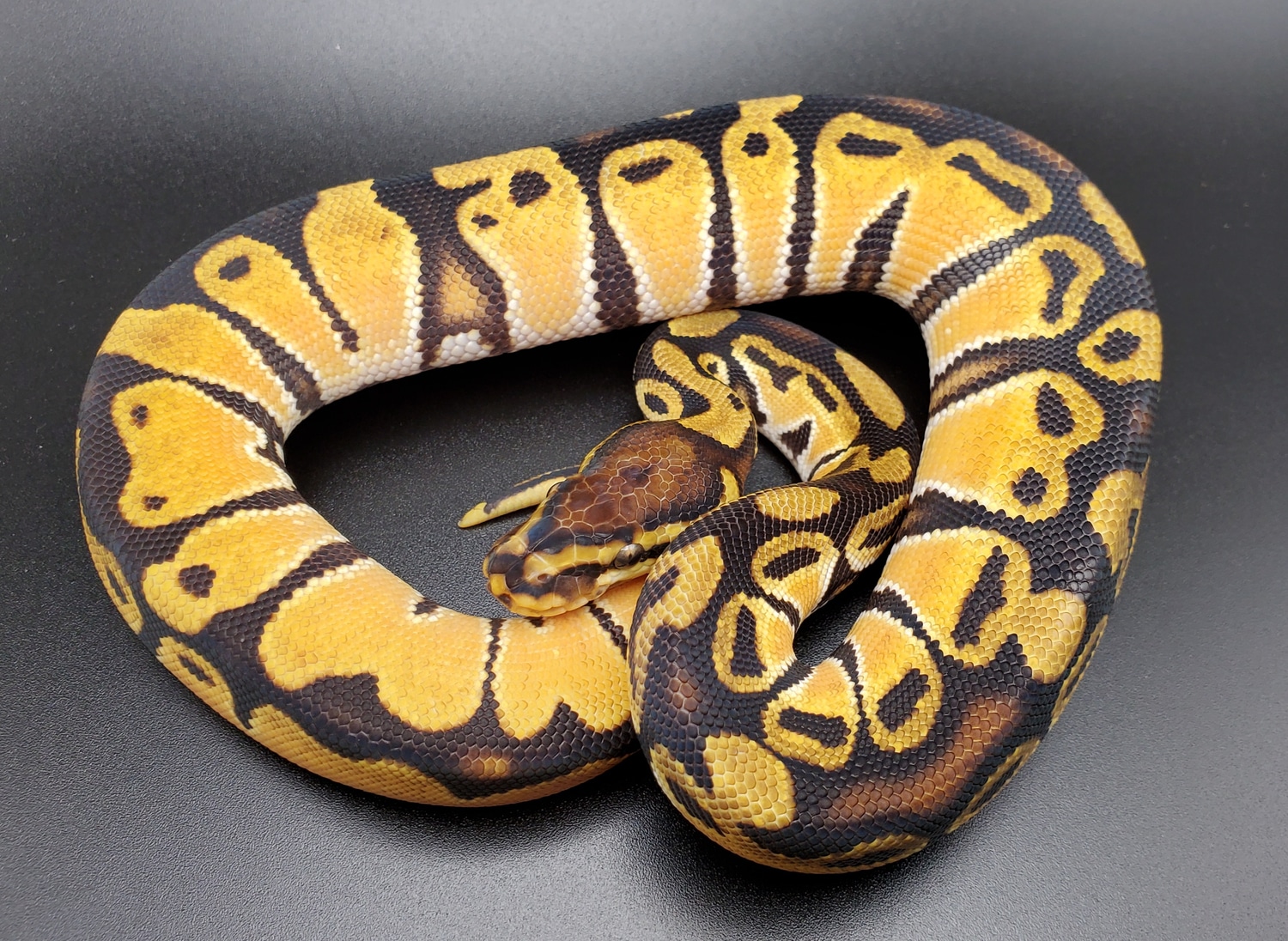 Super Orange Dream Ball Python by Double D Pythons - MorphMarket