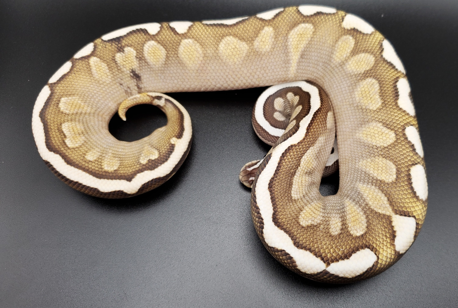 GHI Cinnamon Lesser Spotnose YB Ball Python by Double D Pythons ...