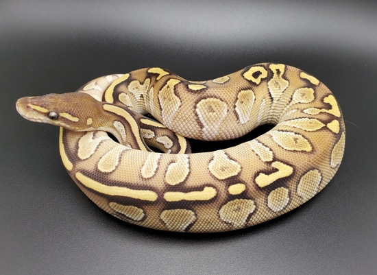 Blackhead Lesser Red Gene Het Hypo Ball Python by Double D Pythons