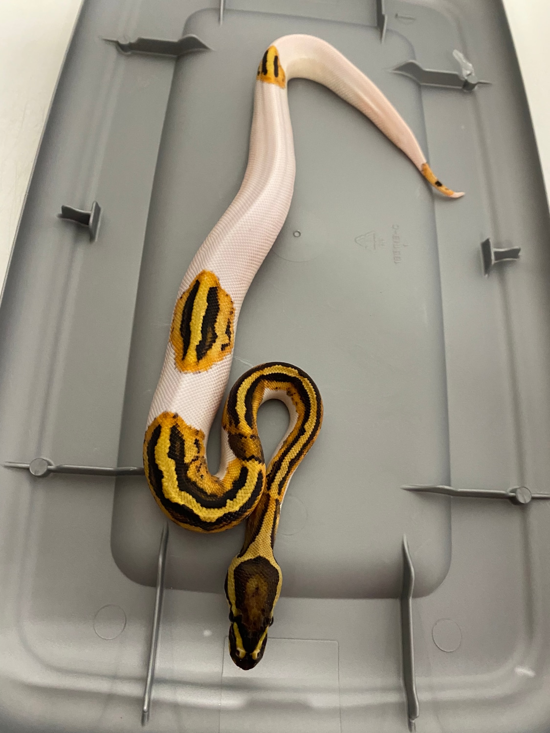 Fire Pied Ball Python by DoubleEreptiles - MorphMarket