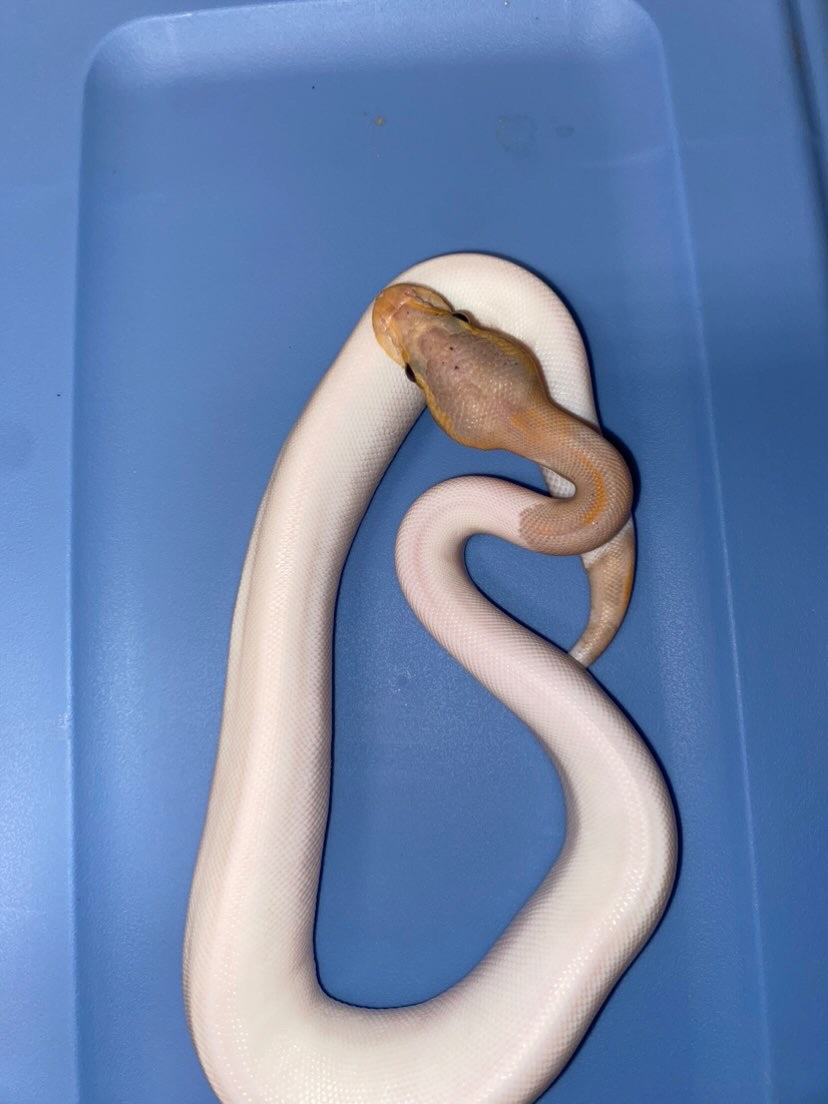 Banana Black Pastel Pied High White Ball Python by DoubleEreptiles ...