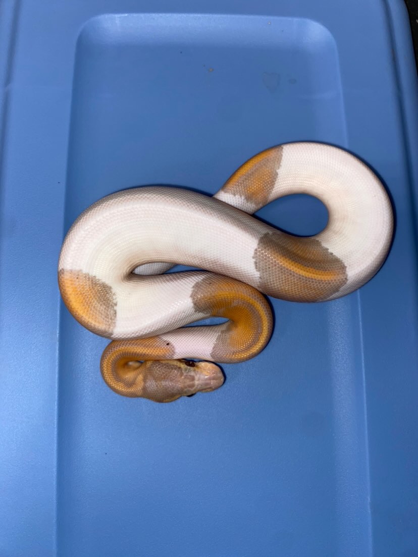 Banana Black Pastel Pied Ball Python by DoubleEreptiles - MorphMarket