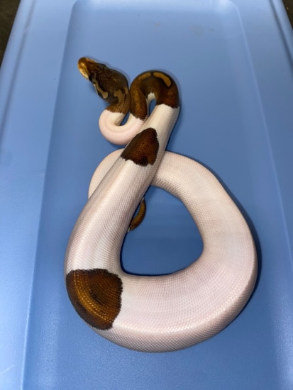 Black Pastel Pied High White Ball Python by DoubleEreptiles