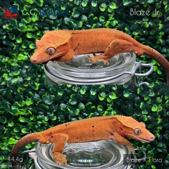 Red Dalmatian Crested Gecko by G.G. Reptiles