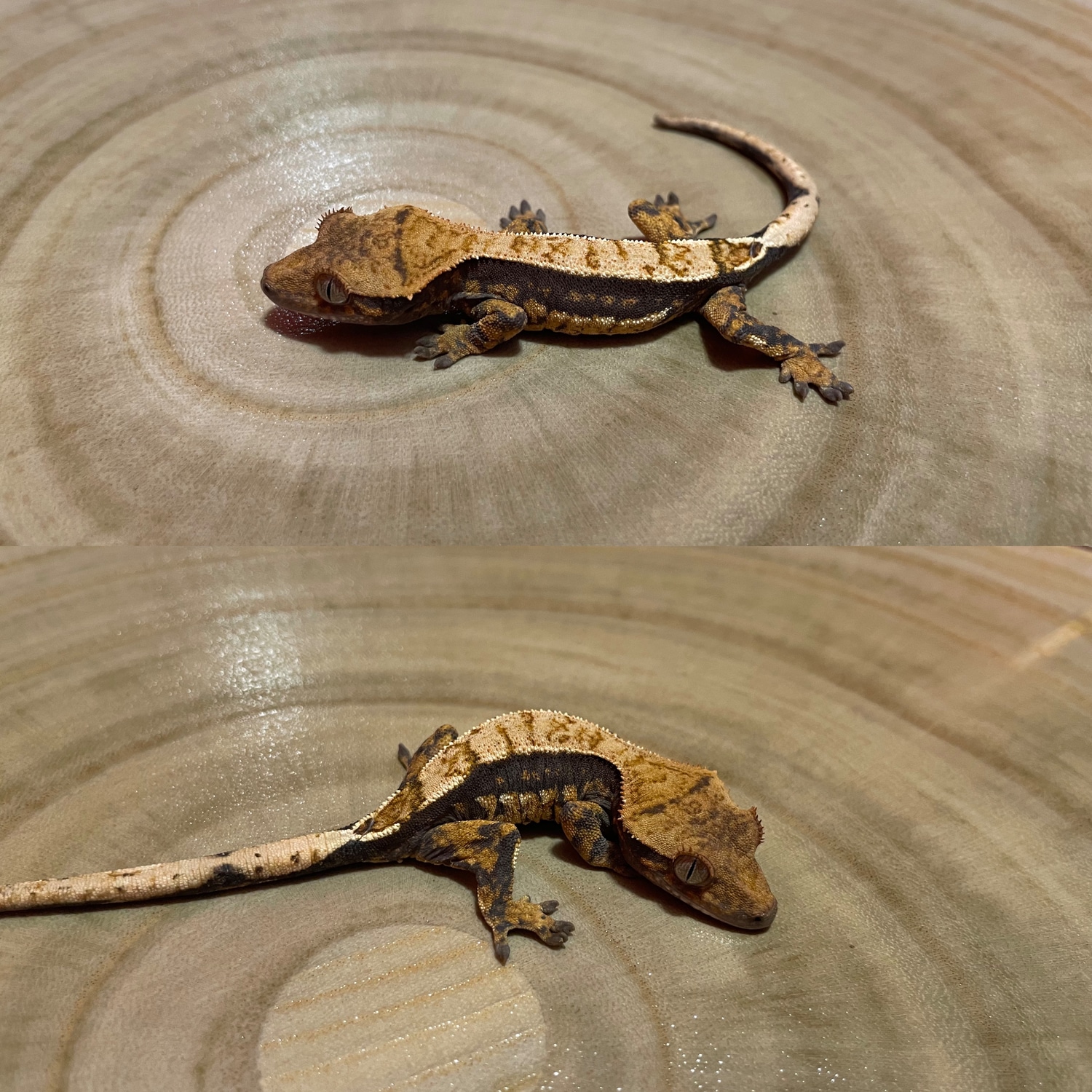 Soft Scale Crested Gecko by G.G. Reptiles - MorphMarket