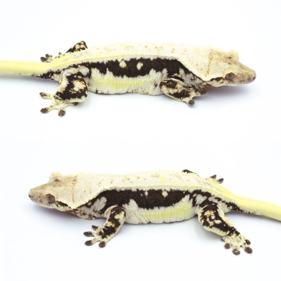 Pearl: Proven Female Crested Gecko by G.G. Reptiles