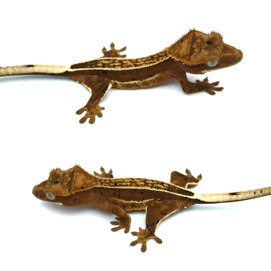 Spotty Empty Back Crested Gecko by G.G. Reptiles