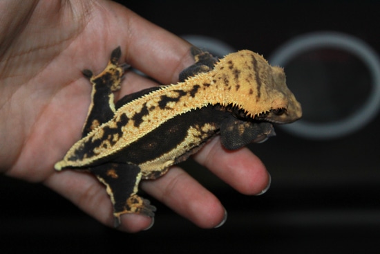 Super Soft Scale Empty Back Crested Gecko by G.G. Reptiles