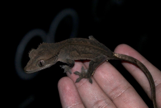 Phantom Empty Back Crested Gecko by G.G. Reptiles