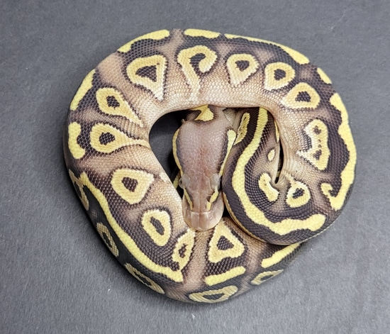 Mojave Pastel Chocolate Ball Python by Big D's Pythons