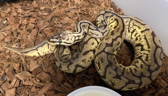 GHI Mystic Spider Ball Python by Twin City Constrictors