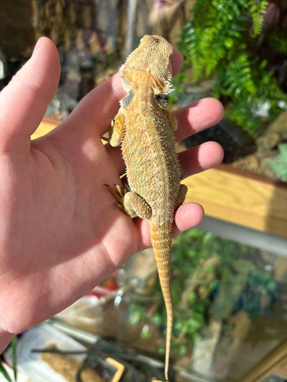 Female Citrus Red Hypo Translucent Bearded Dragon Central Bearded ...